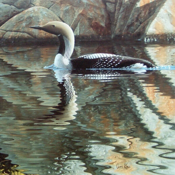 Limited Edition Wildlife Fine Art Prints | Strix Editions