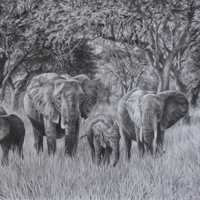 Limited Edition Wildlife Fine Art Prints | Strix Editions