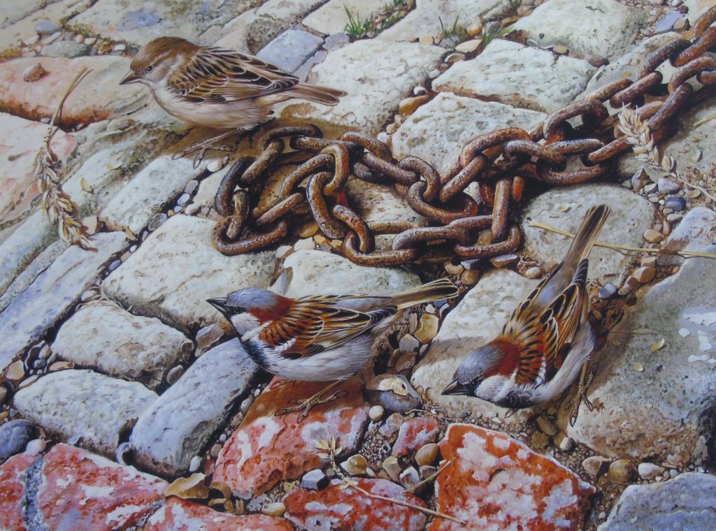 "Chains" (House Sparrows) - Strix Editions