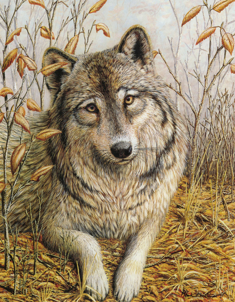 "Autumn Rest" (Grey Wolf) - Strix Editions